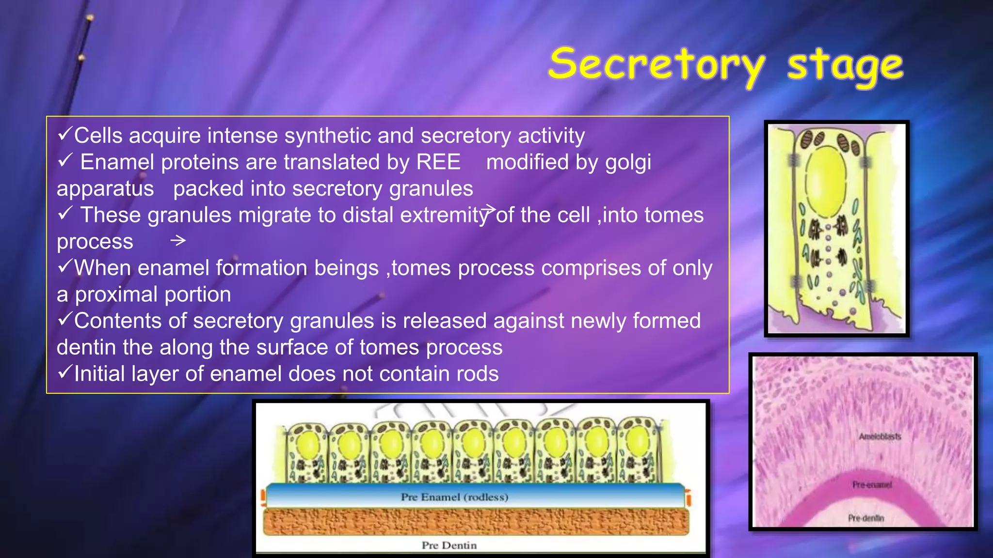 Amelogenesis by dr.suriya visithiriyan | PPTX