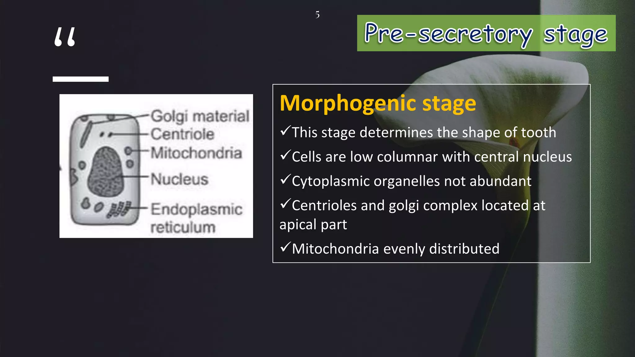 Amelogenesis by dr.suriya visithiriyan | PPTX