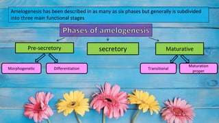 Amelogenesis by dr.suriya visithiriyan | PPTX