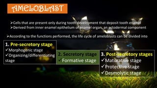 Amelogenesis by dr.suriya visithiriyan | PPTX