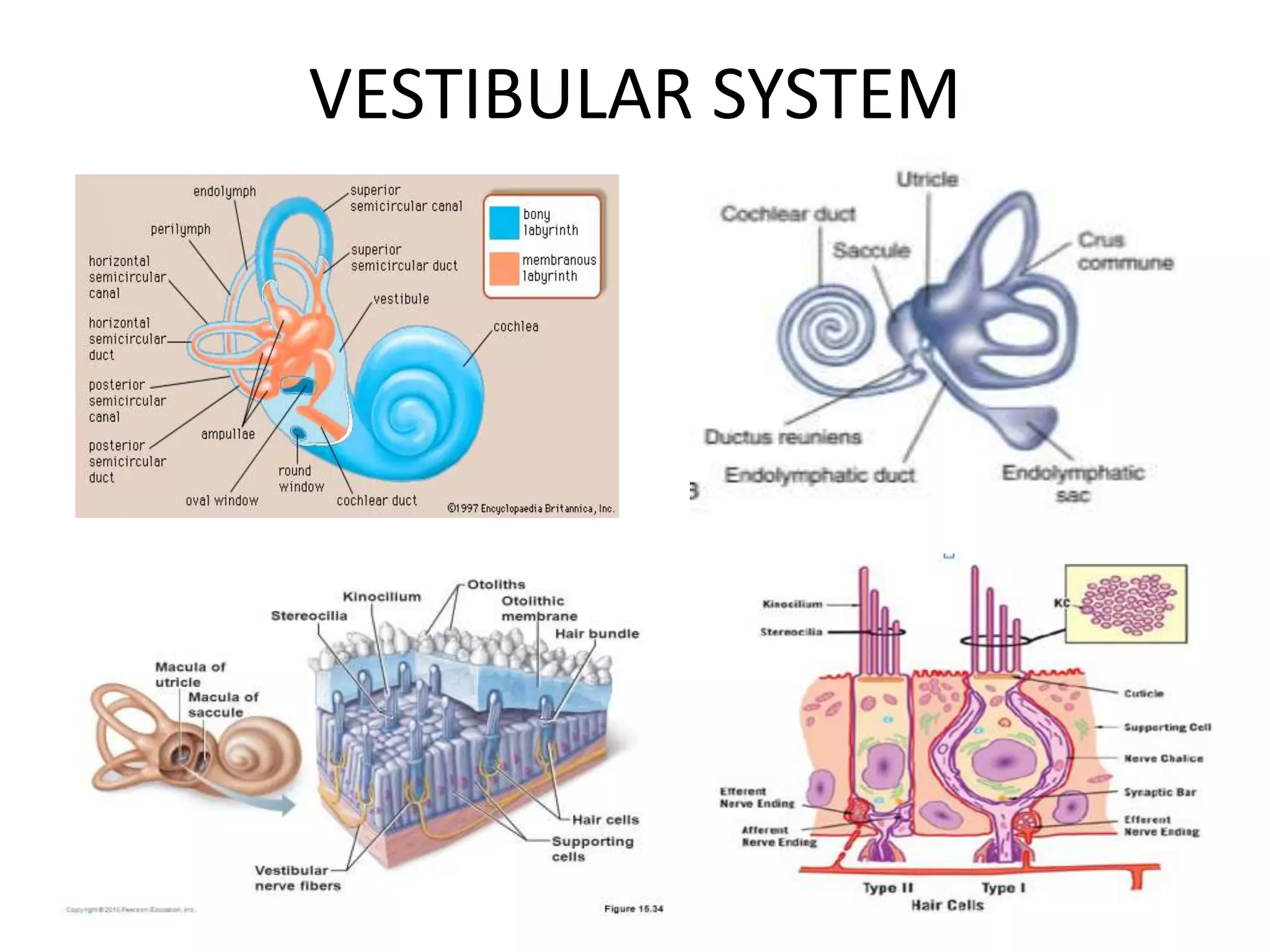 Vestibular function tests | PPTX