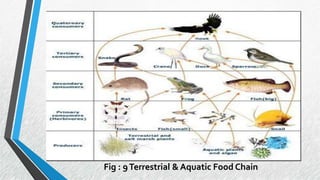 Food Chain & Food Web | PPT