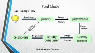 Food Chain & Food Web | PPT