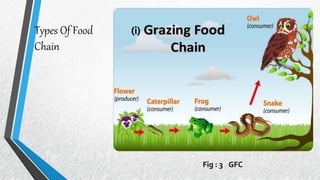 Food Chain & Food Web | PPT