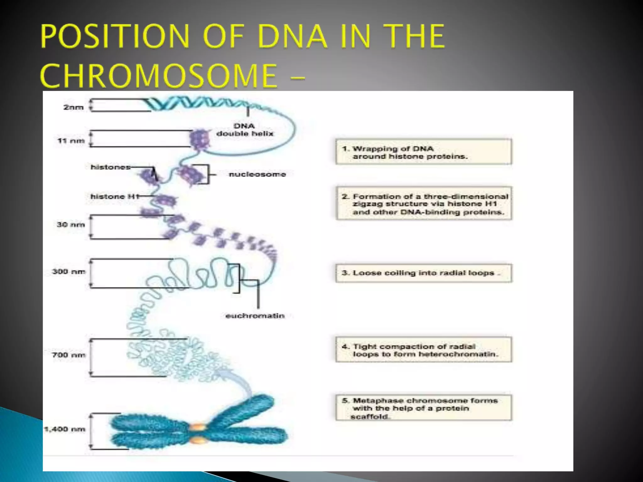structure of DNA | PPTX