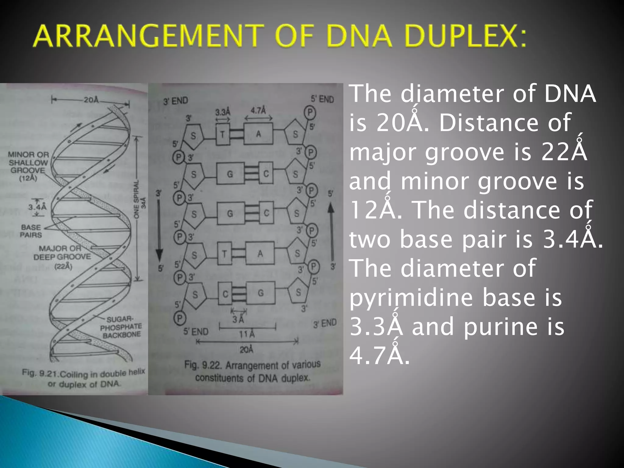 structure of DNA | PPTX