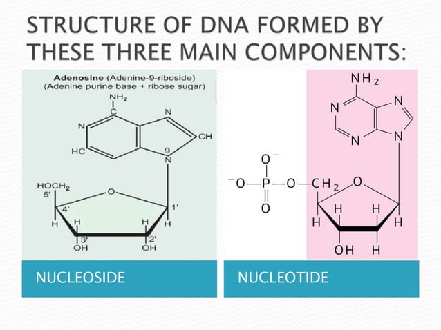 structure of DNA | PPT