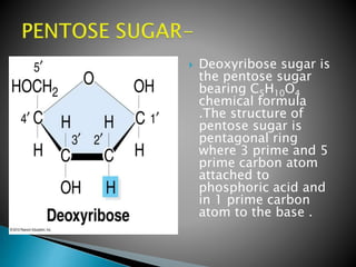 structure of DNA | PPTX