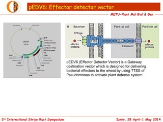 2nd stripe rust izmir | PPT
