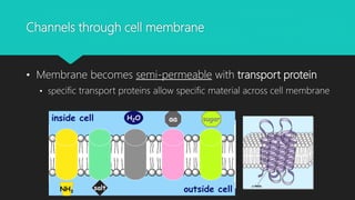 Mod. 4 Function of the cell membrane | PPTX
