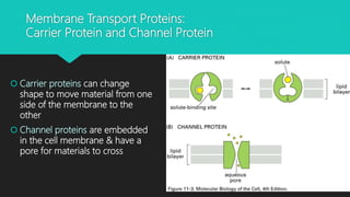 Mod. 4 Function of the cell membrane | PPTX