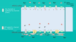 Mod. 4 Function of the cell membrane | PPT