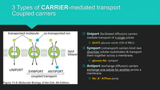 Mod. 4 Function of the cell membrane | PPT