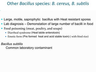 2nd term lectures,_bacilli[1] | PPTX