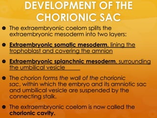 2nd week of intrauterine developement | PPTX