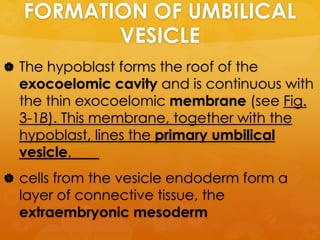 2nd week of intrauterine developement | PPTX
