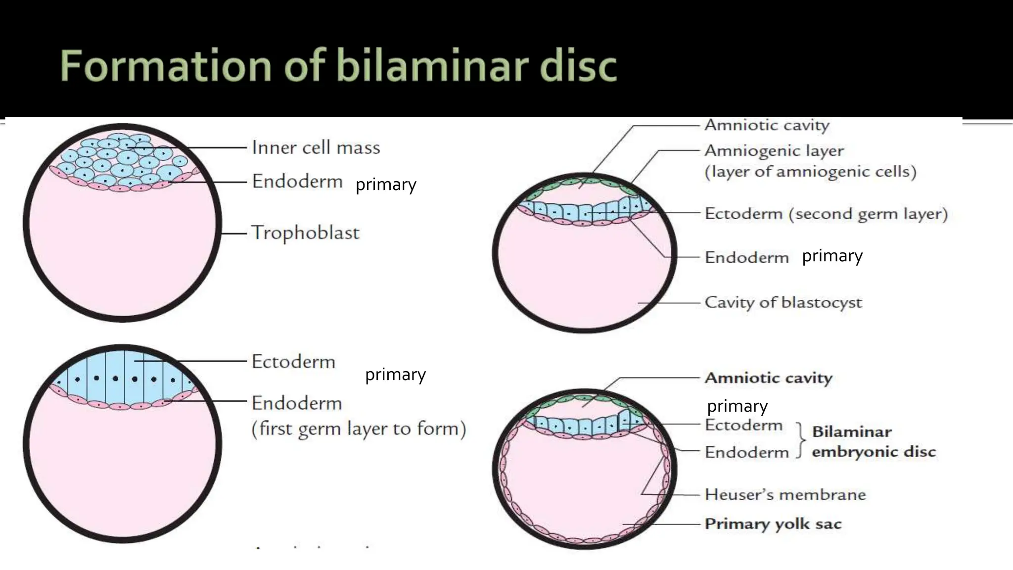 2nd week of Human development .embryology | PPTX
