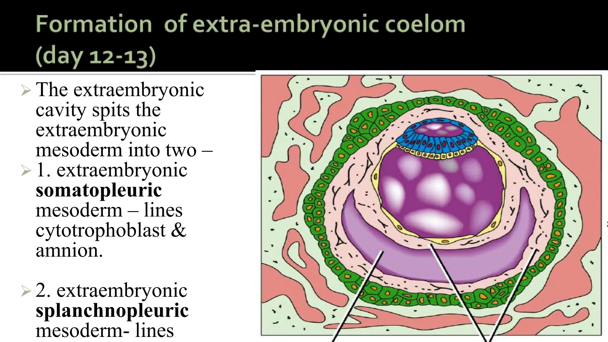 2nd week of Human development .embryology | PPTX