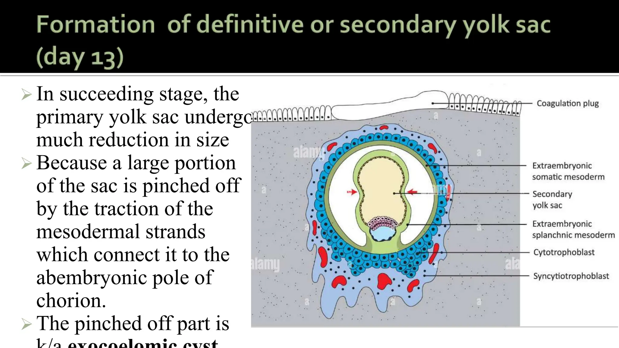 2nd week of Human development .embryology | PPTX