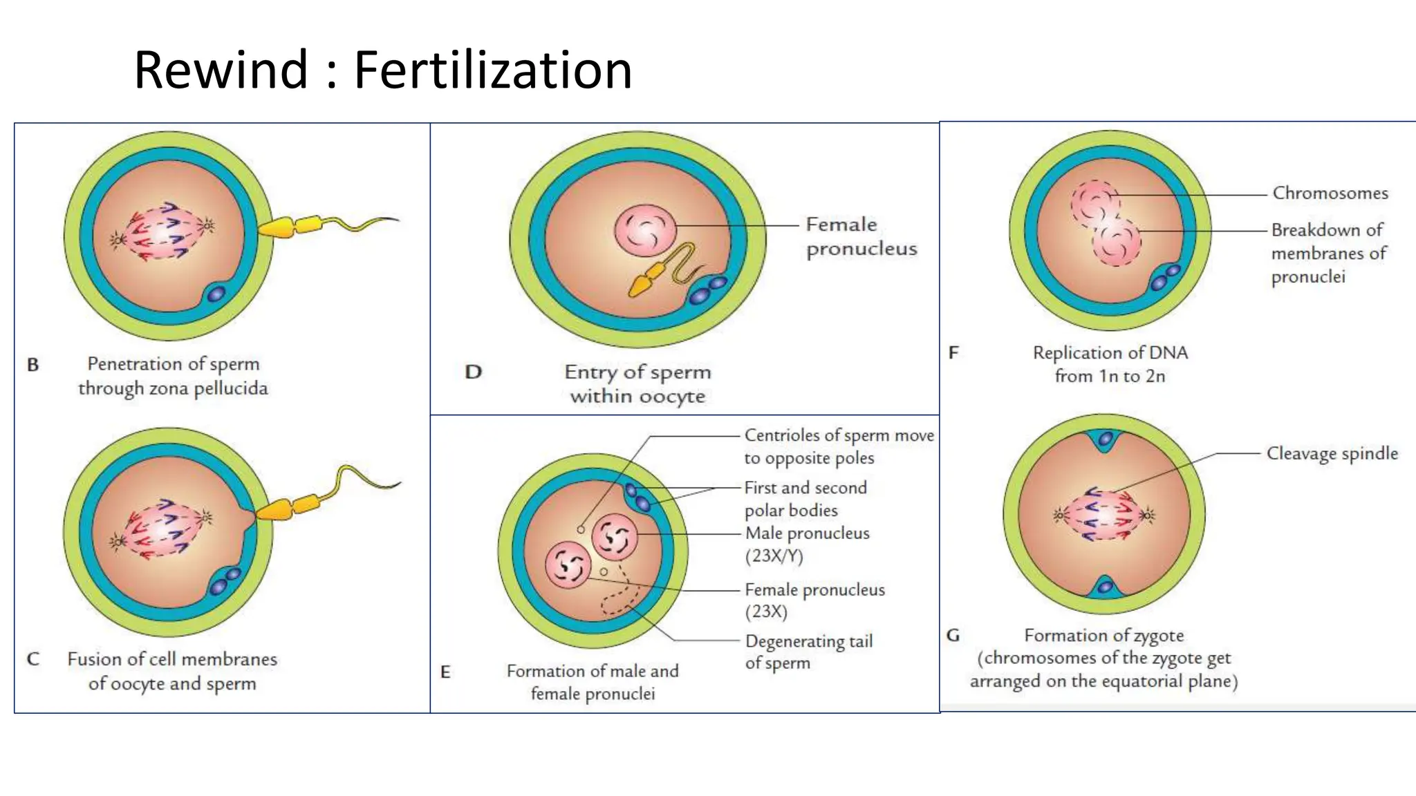 2nd week of Human development .embryology | PPTX