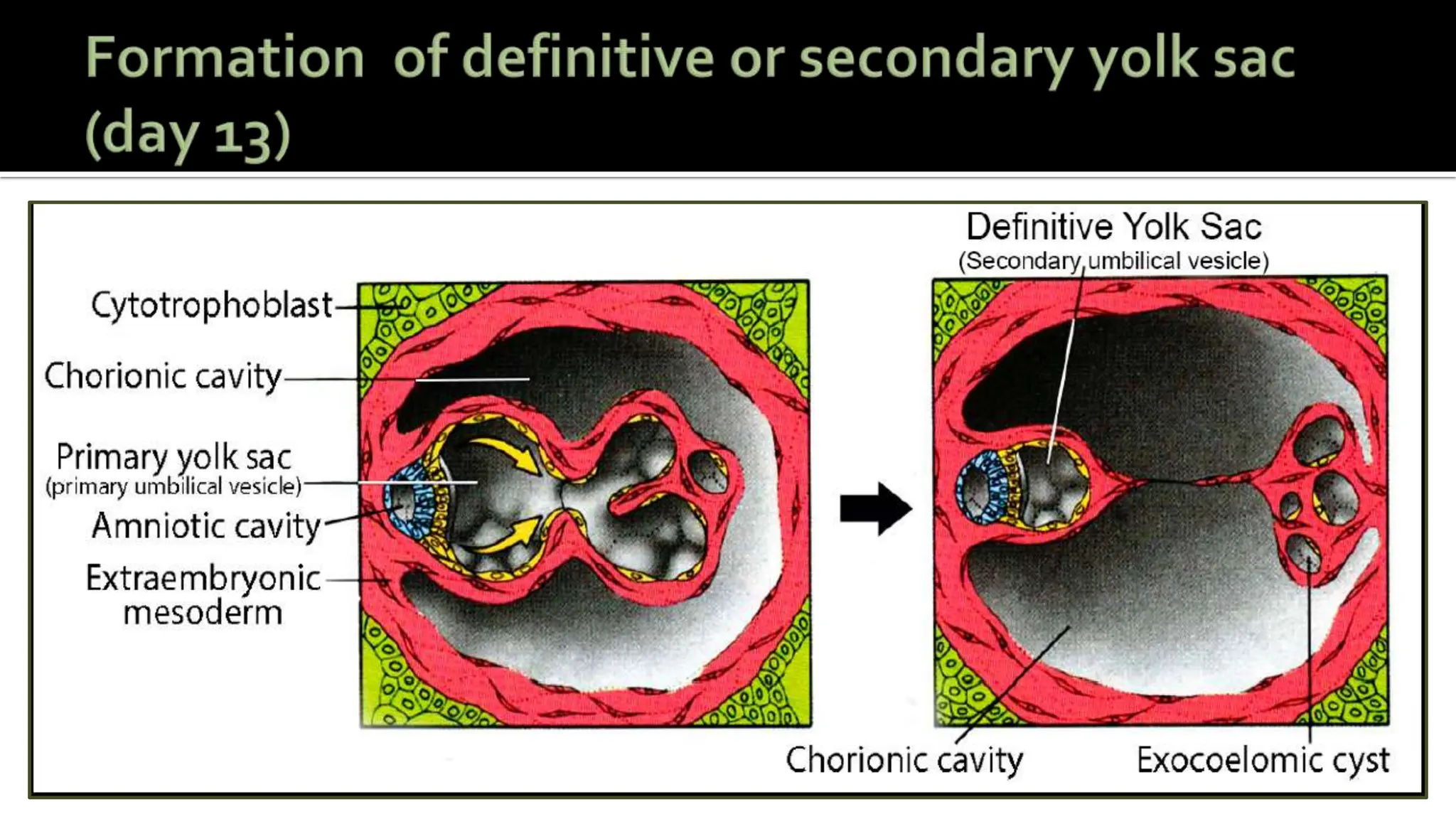 2nd week of Human development .embryology | PPT