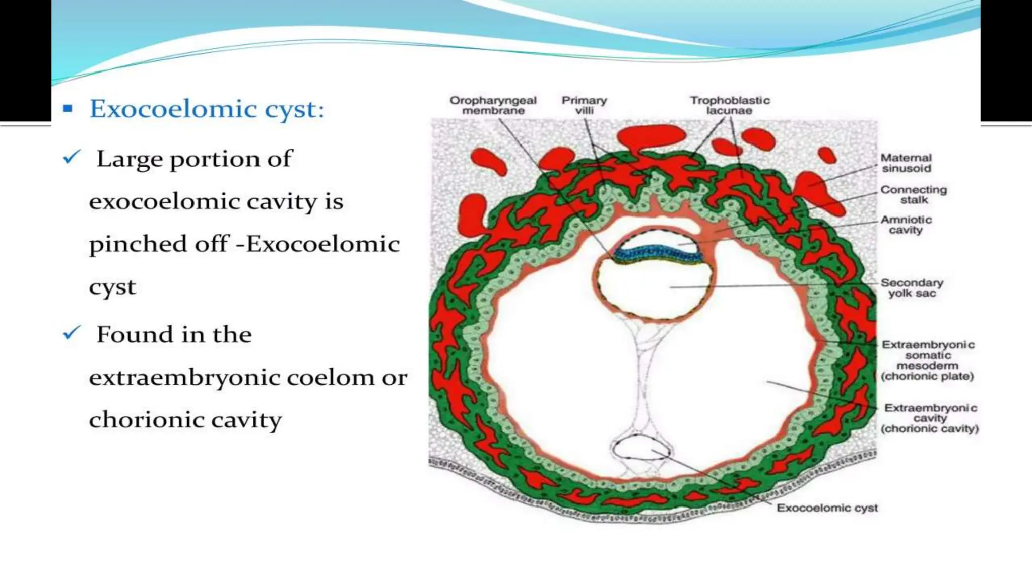 2nd week of Human development .embryology | PPT