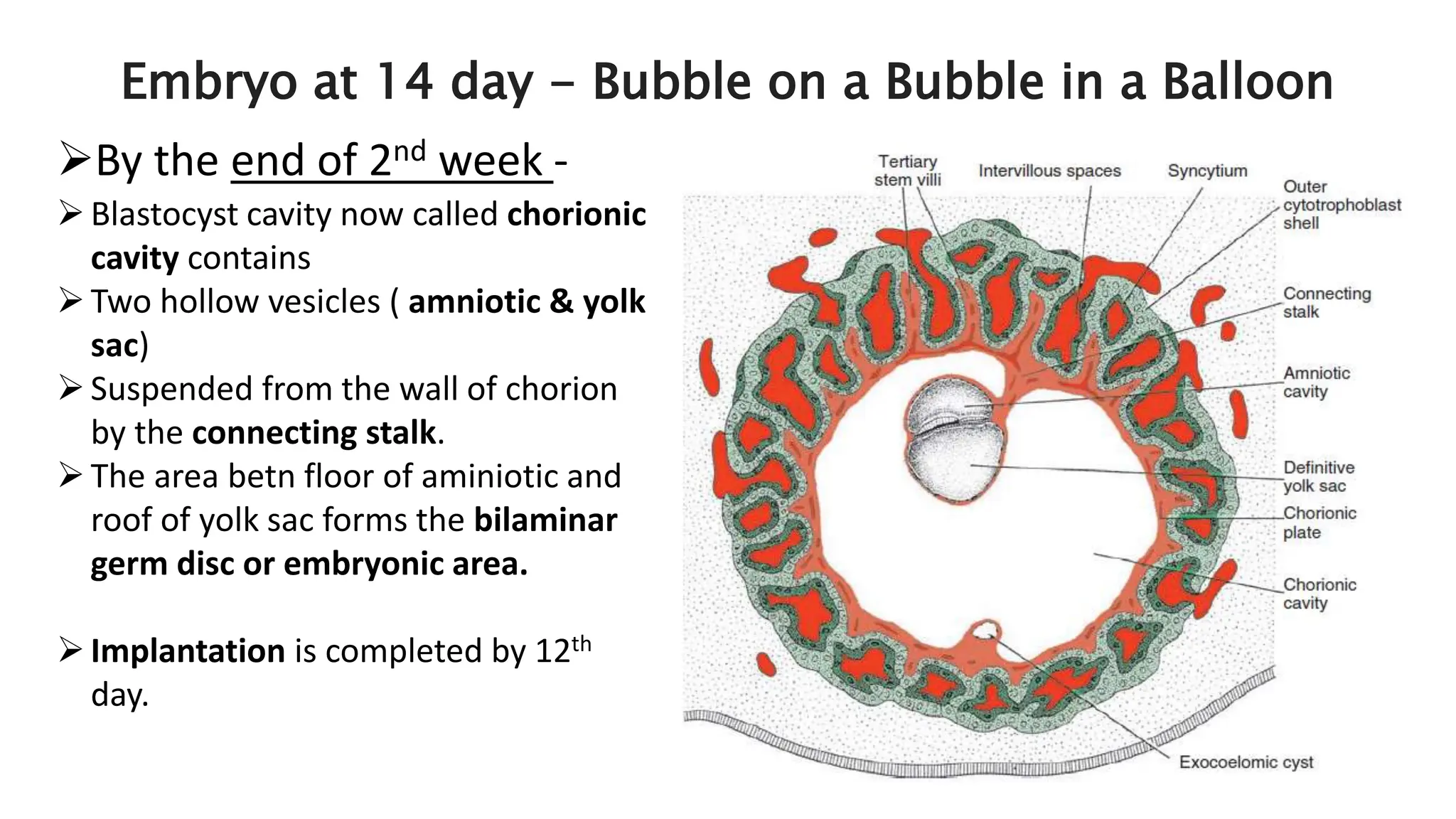 2nd week of Human development .embryology | PPTX