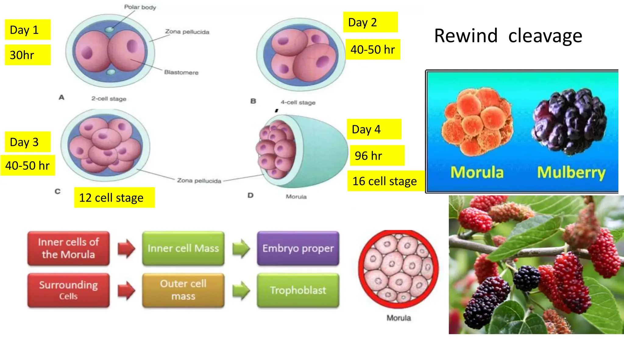 2nd week of Human development .embryology | PPT