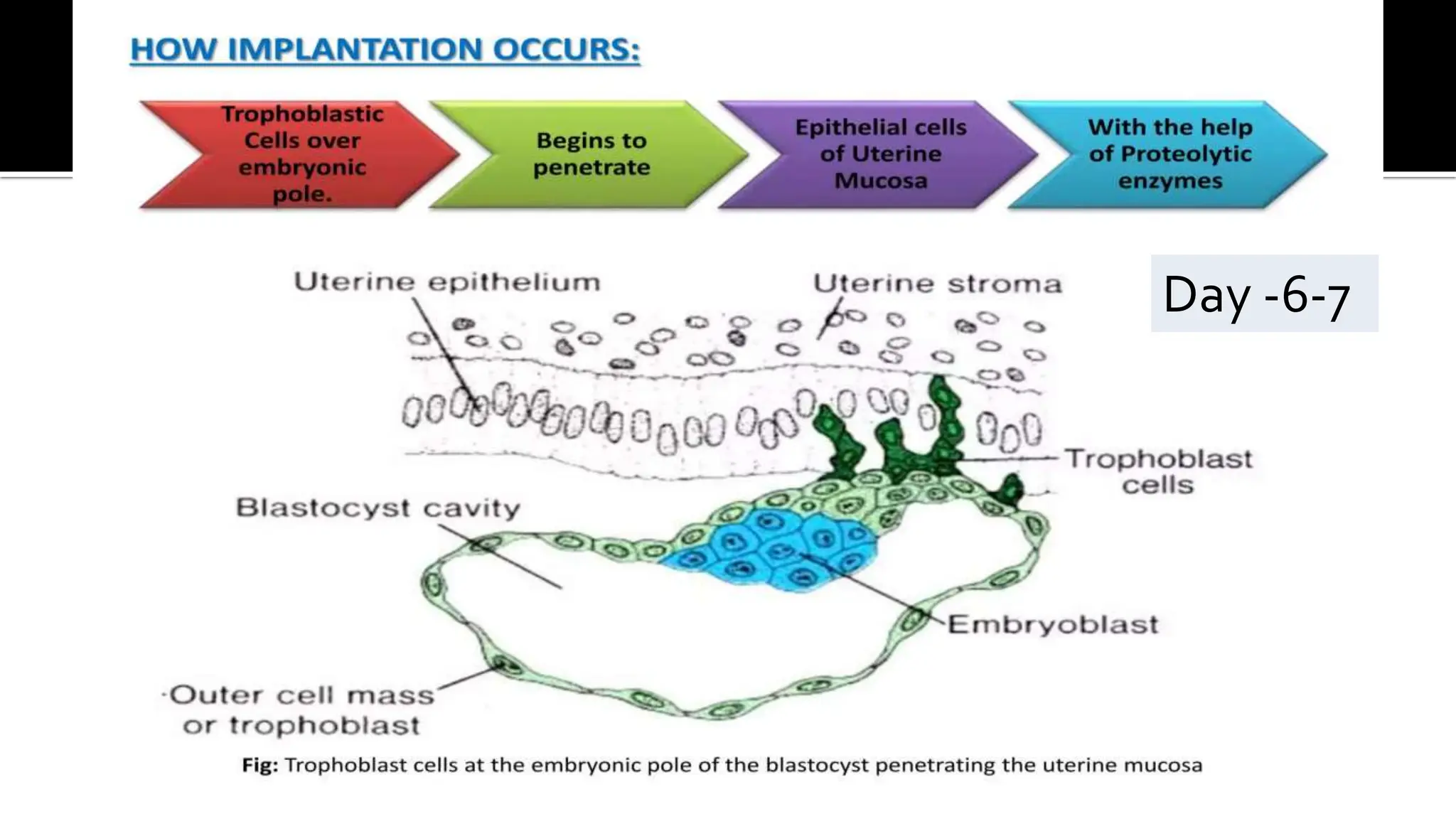 2nd week of Human development .embryology | PPTX