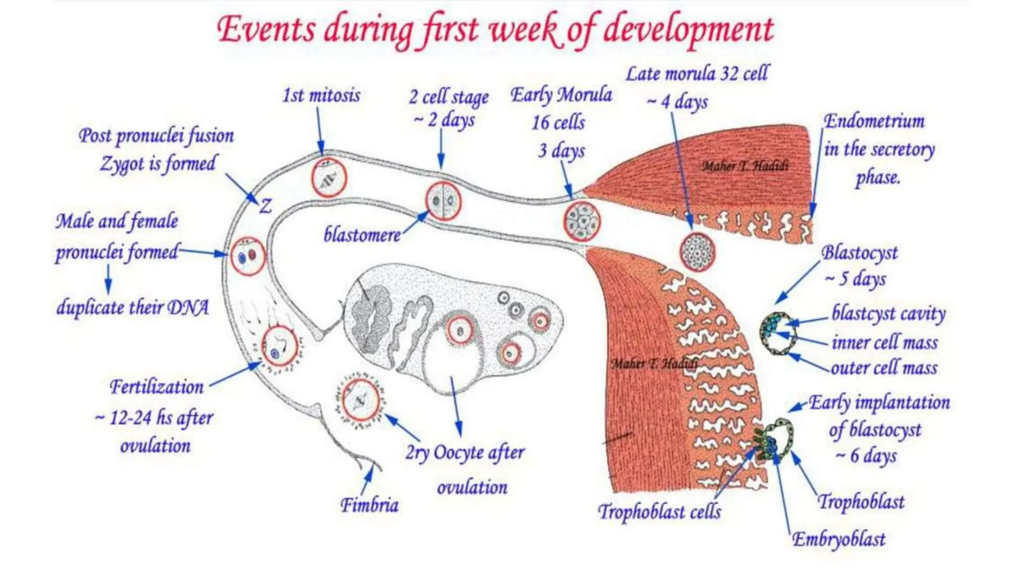 2nd week of Human development .embryology | PPTX