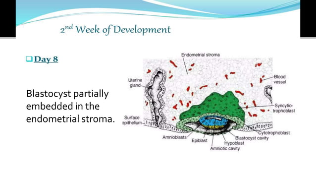2nd week of Human development .embryology | PPTX | Pregnancy ...
