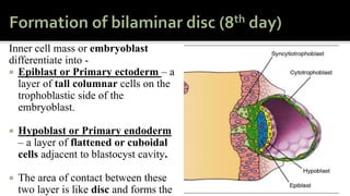 2nd week of Human development .embryology | PPTX