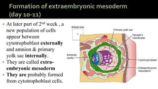 2nd week of Human development .embryology | PPTX