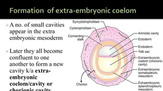 2nd week of Human development .embryology | PPTX