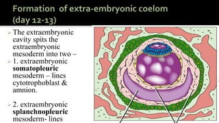2nd week of Human development .embryology | PPTX