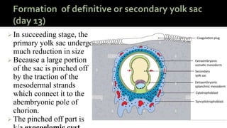 2nd week of Human development .embryology | PPTX