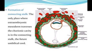 2nd week of Human development .embryology | PPTX