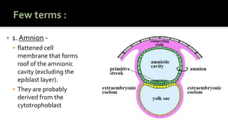 2nd week of Human development .embryology | PPTX | Pregnancy ...