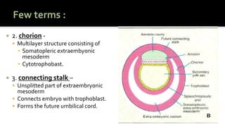 2nd week of Human development .embryology | PPTX
