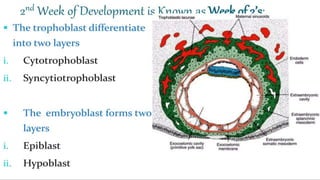 2nd week of Human development .embryology | PPTX