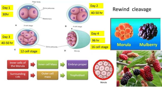 2nd week of Human development .embryology | PPTX | Pregnancy ...
