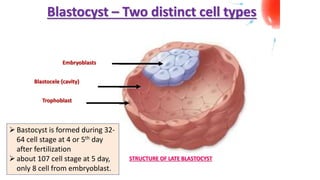2nd week of Human development .embryology | PPTX