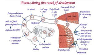 2nd week of Human development .embryology | PPTX