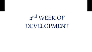 2nd week of Human development .embryology | PPTX