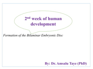 second week embryonic development (AT).pdf