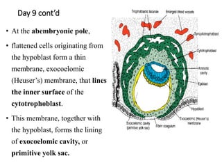 second week embryonic development (AT).pdf