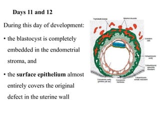 second week embryonic development (AT).pdf