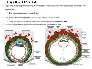 second week embryonic development (AT).pdf