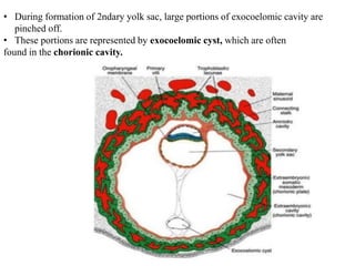 second week embryonic development (AT).pdf