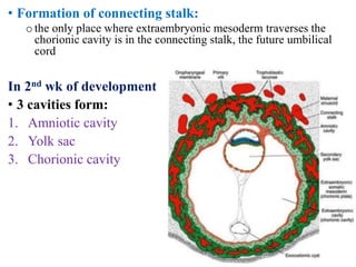second week embryonic development (AT).pdf
